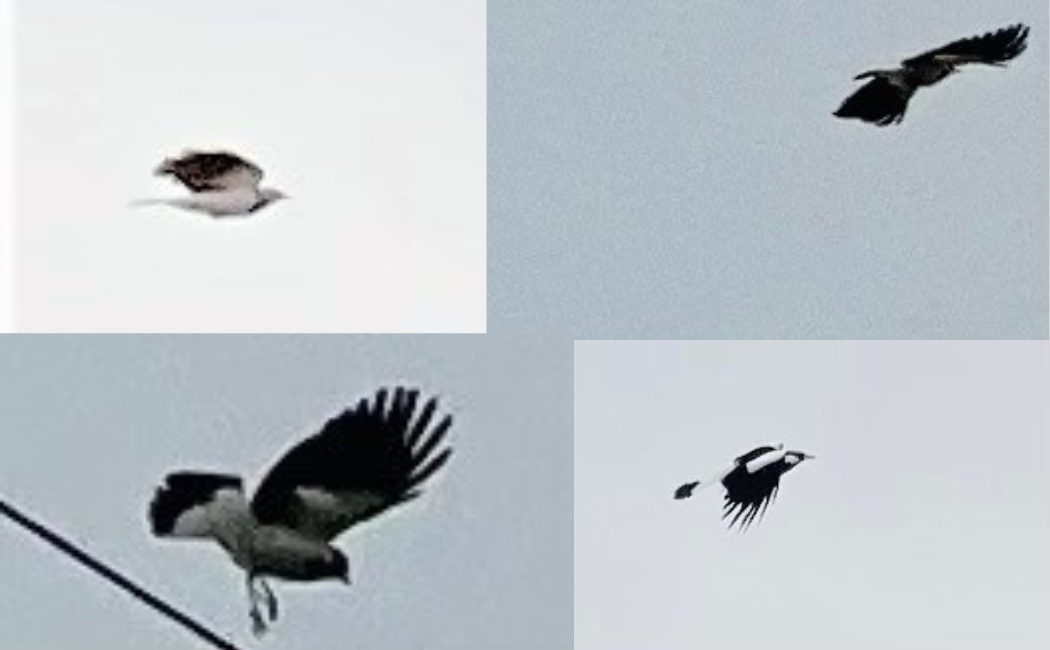 Birds in Flight – Ivor.Plumber/Poet