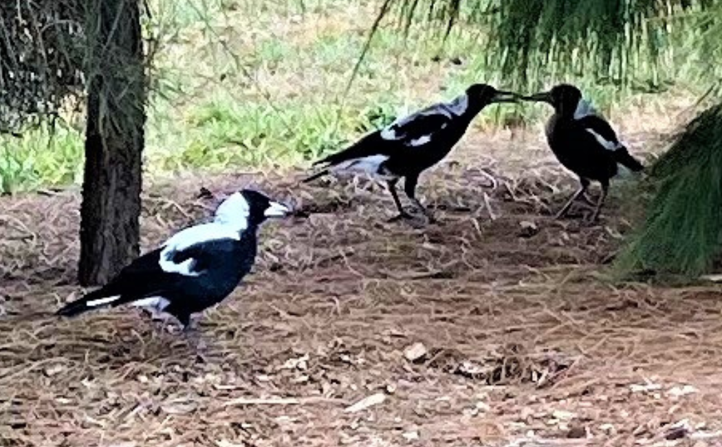 Birds Under Trees – Ivor.Plumber/Poet