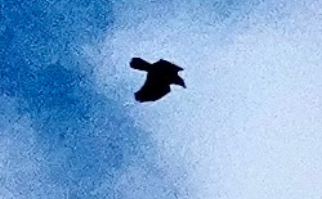 Do Shadows Fly? (a Tanka) – Ivor.Plumber/Poet