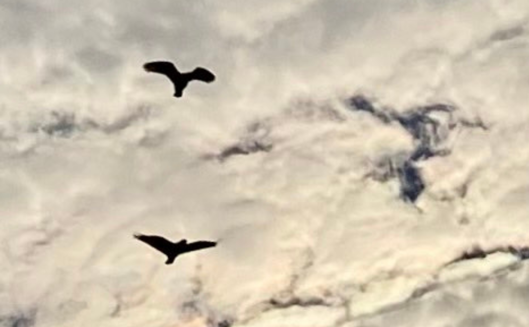 Watching Birds Fly Into the Wind, (a Double Tanka) – Ivor.Plumber/Poet