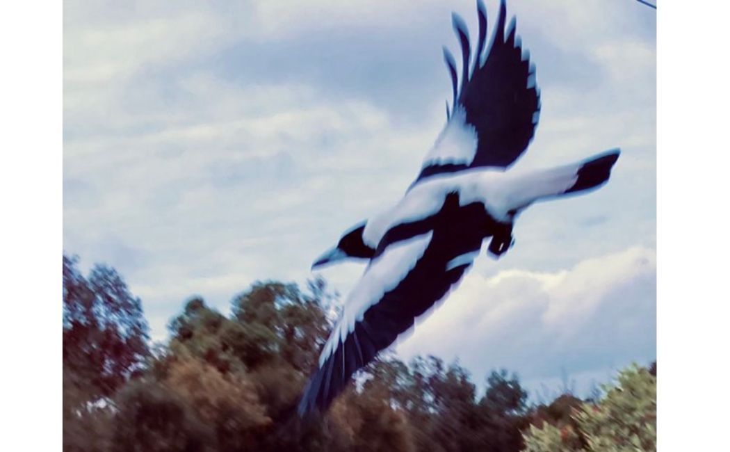 Flight to Freedom (a Haiku) – Ivor.Plumber/Poet