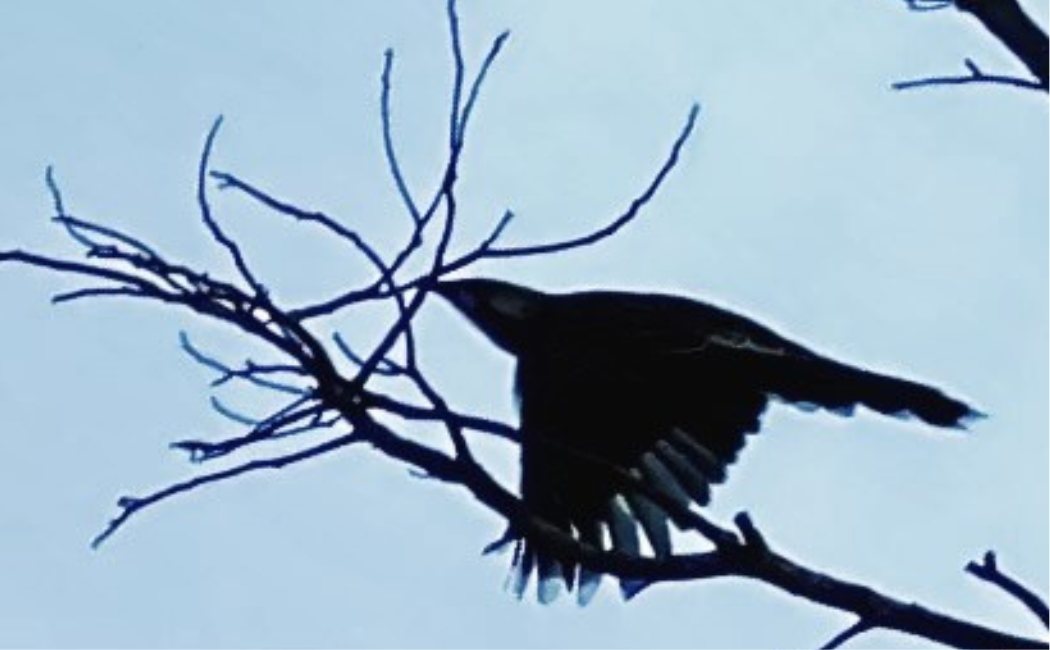 “And the Birds Warbled”, is in this week’s edition of Coffee House ...