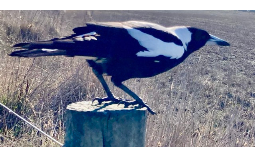 I’m Envious (a Rhyming Haiku) – Ivor.Plumber/Poet