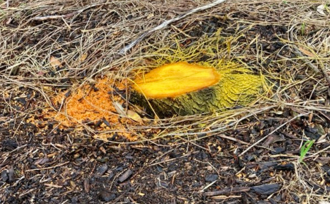 A Yellow Stump, is in this week’s Coffee House Writers Magazine edition ...