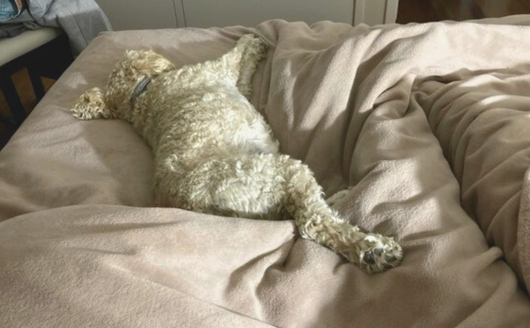 It’s My Bed Too! (A Tanka, written by Frankie) – Ivor.Plumber/Poet