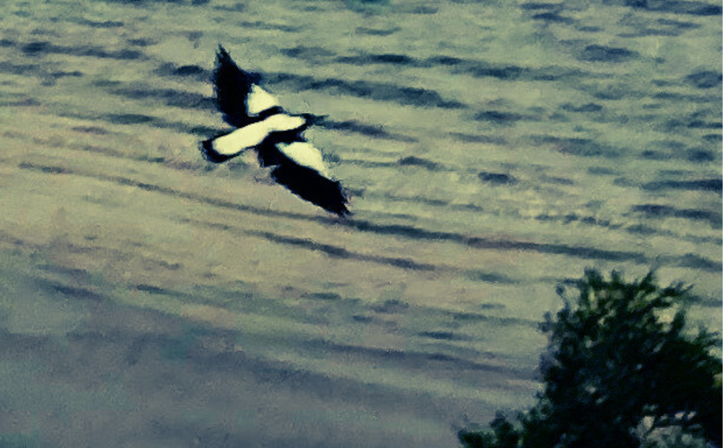 Flying South, or North – Ivor.Plumber/Poet