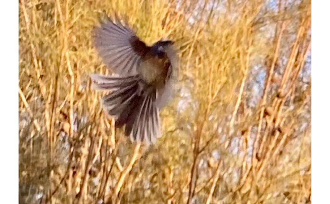 Do You See the Tiny Birds Too? (a Tanka) – Ivor.Plumber/Poet