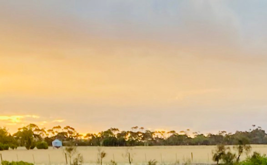 Yellow Meadows (a Tu-aiku) – Ivor.Plumber/Poet