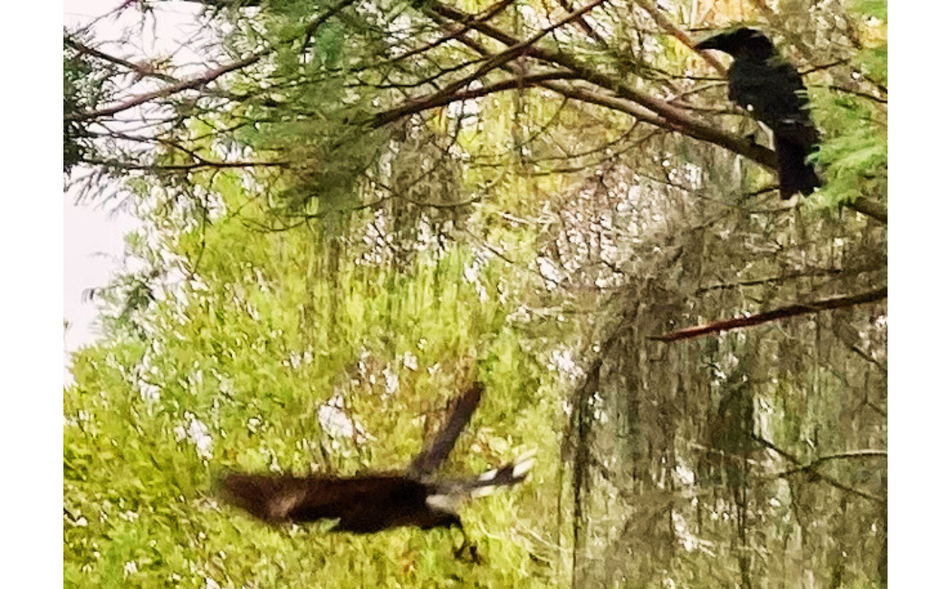 Ambidextrous Birds (a Tanka) – Ivor.Plumber/Poet