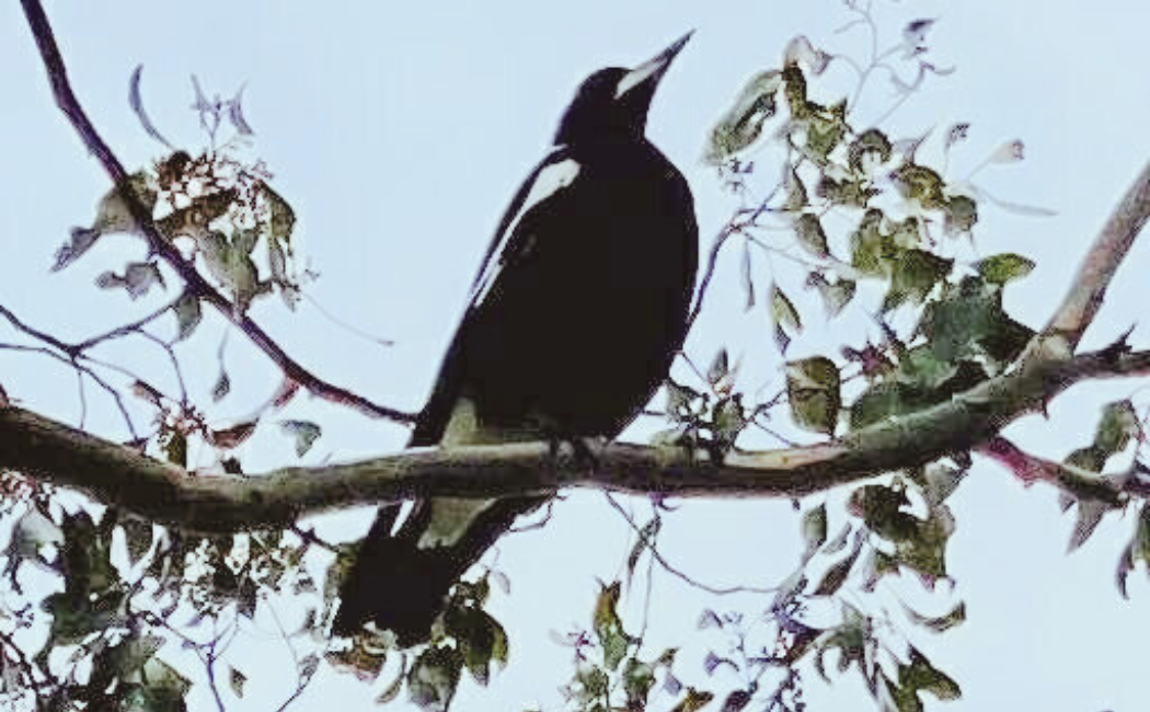Mercurial Magpie (a Tanka/Tautogram) – Ivor.Plumber/Poet