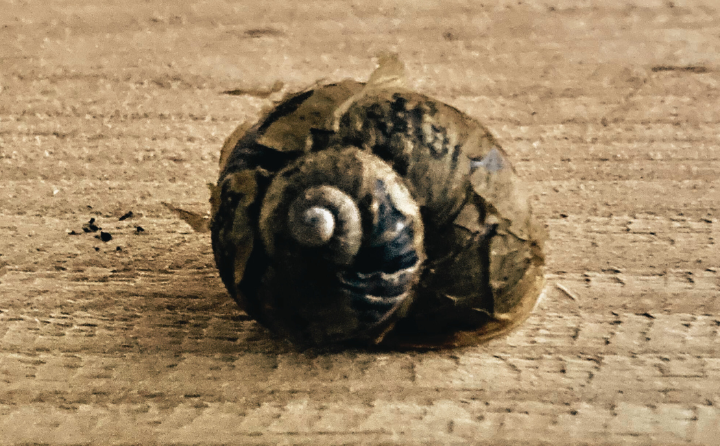 An Old Snail Shell (a Tank) – Ivor.Plumber/Poet
