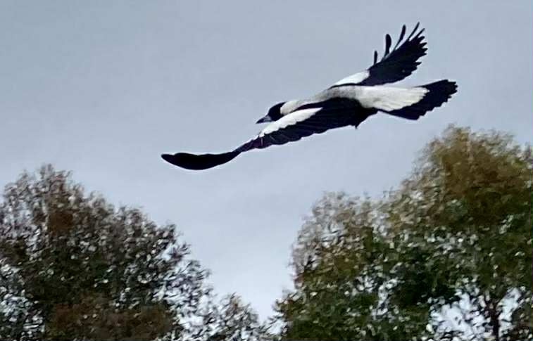 Chattering to the Birds – Ivor.Plumber/Poet