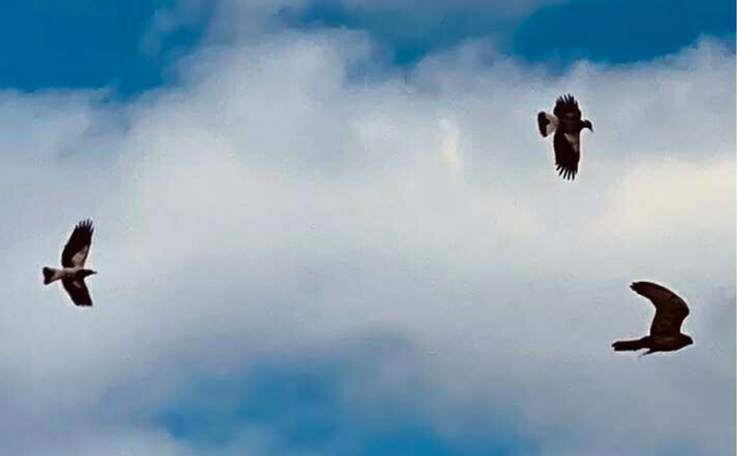 Chattering to the Birds – Ivor.Plumber/Poet