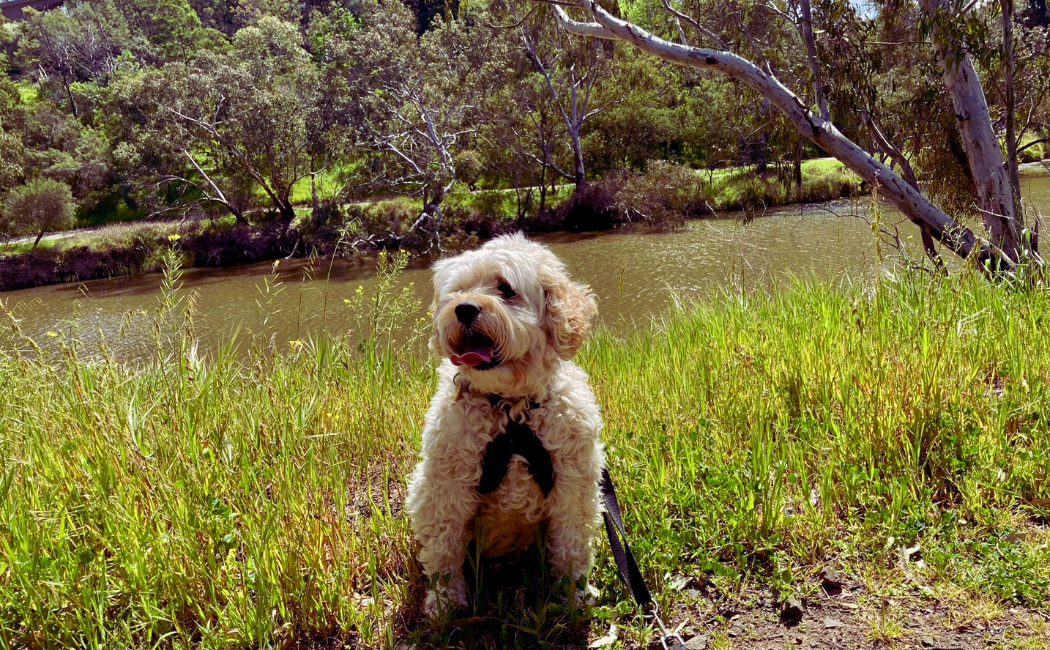 Frankie the River Dog – Ivor.Plumber/Poet
