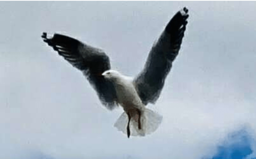 The Mudlark and the Seagull – Ivor.Plumber/Poet