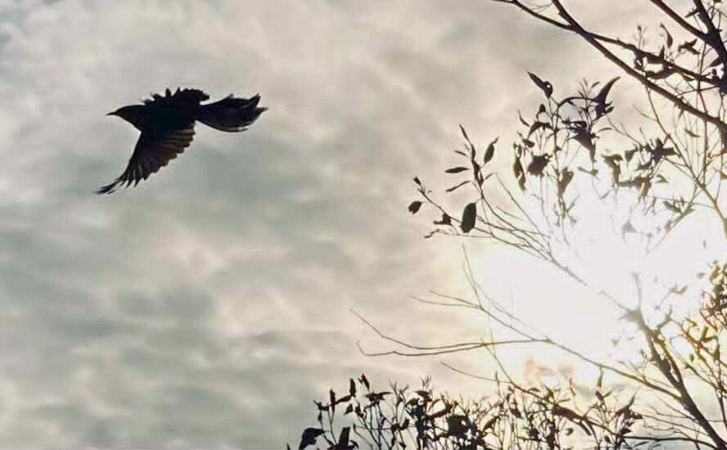 Wind and Light – Ivor.Plumber/Poet