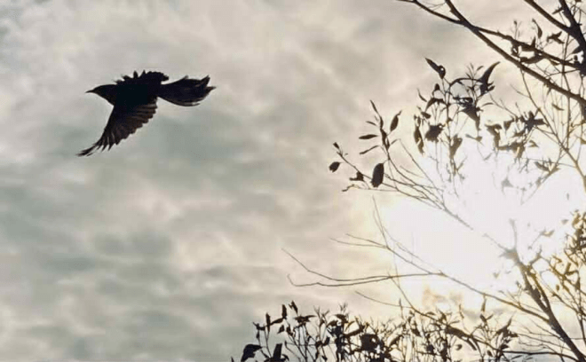 Wind and Light – Ivor.Plumber/Poet