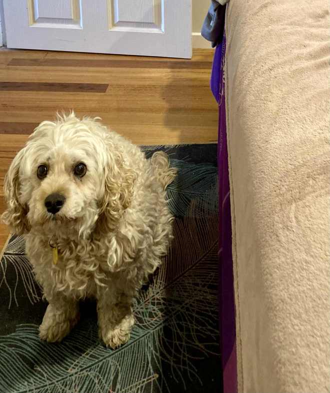 Who Was In My Bed? – Ivor.Plumber/Poet