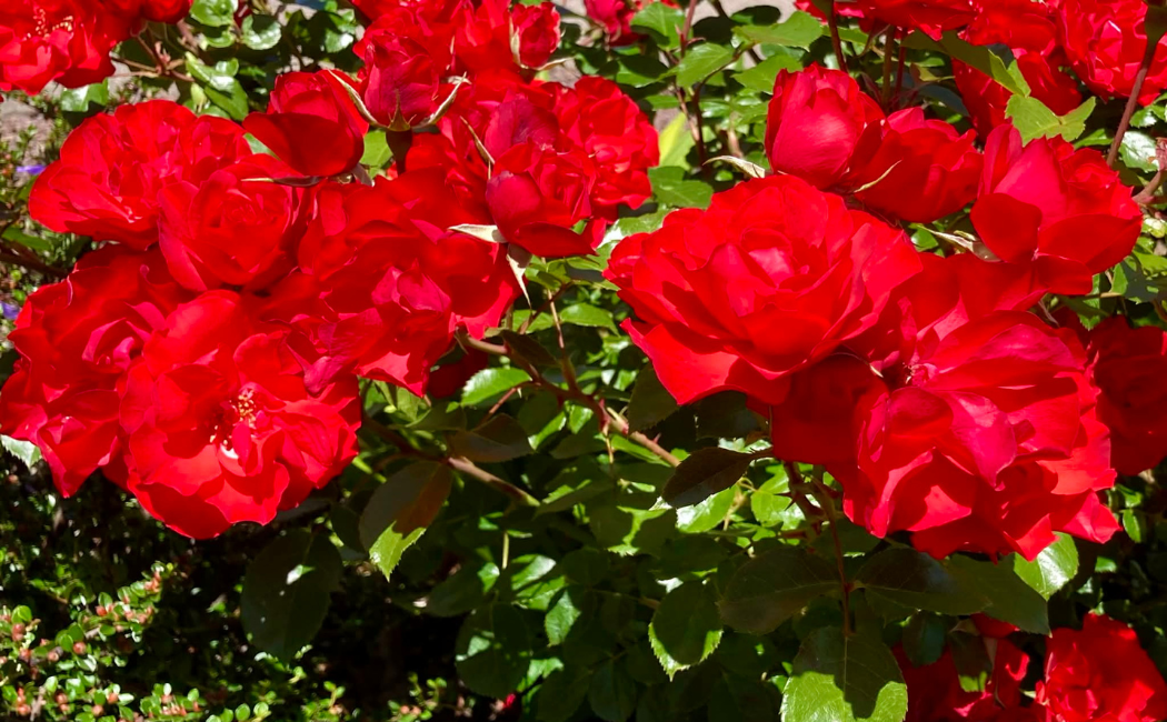 The Meadow and the Red Rose – Ivor.Plumber/Poet