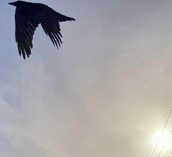 The Crow and the Mistletoe – Ivor.Plumber/Poet