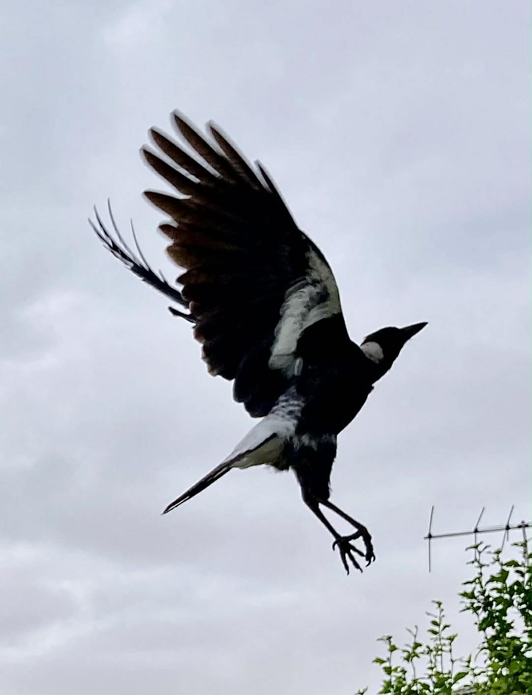 The Magpie’s Letter – Ivor.Plumber/Poet