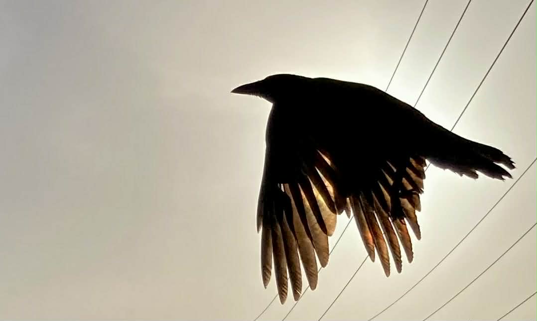 The Crow and the Mistletoe – Ivor.Plumber/Poet
