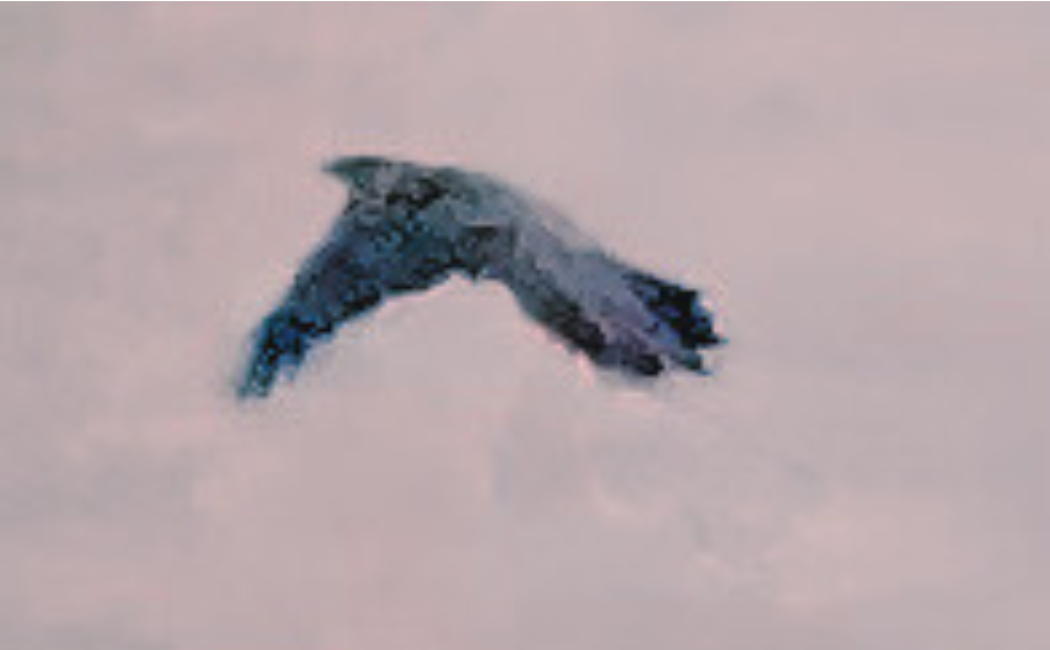 The Crow and the Mistletoe – Ivor.Plumber/Poet