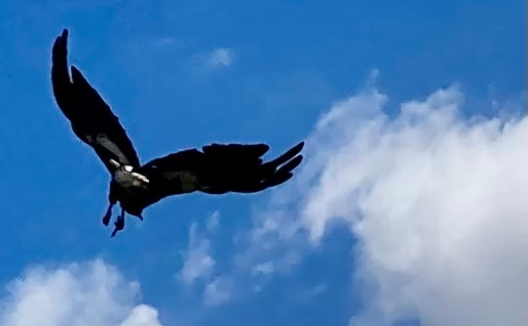 The Weather Report – Ivor.Plumber/Poet