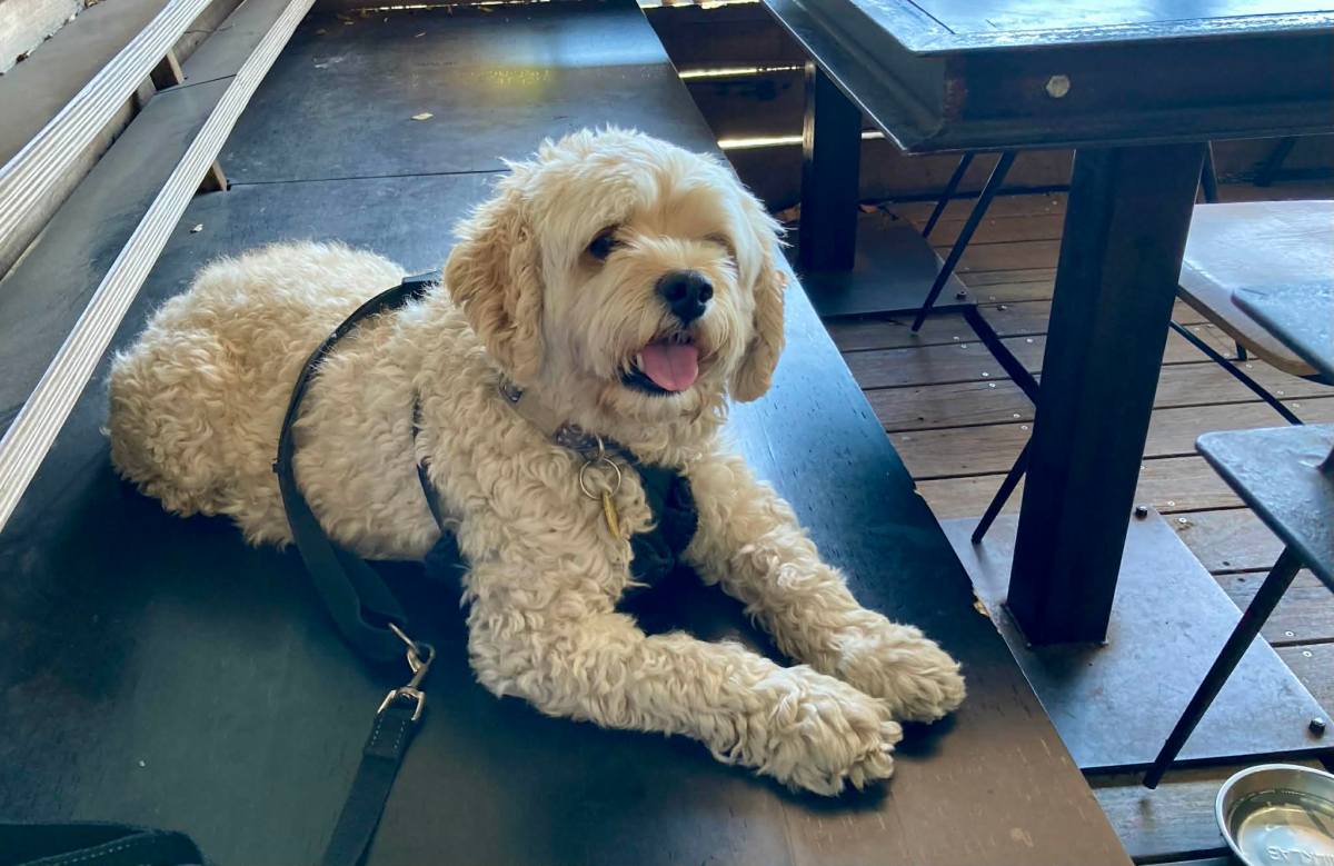 Australia Day, Lunch at the “Cafe” – Ivor.Plumber/Poet