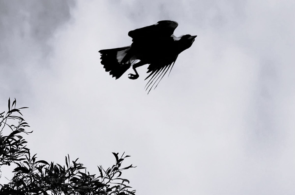 “Spirit Bird” – Ivor.Plumber/Poet