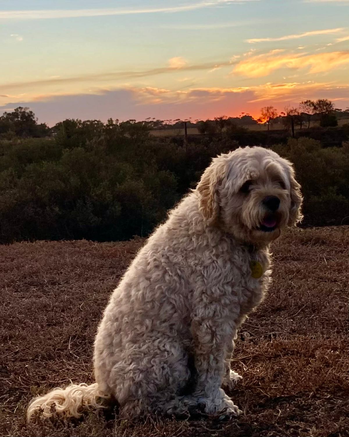 Lest We Forget (a Haiku) – Ivor.Plumber/Poet