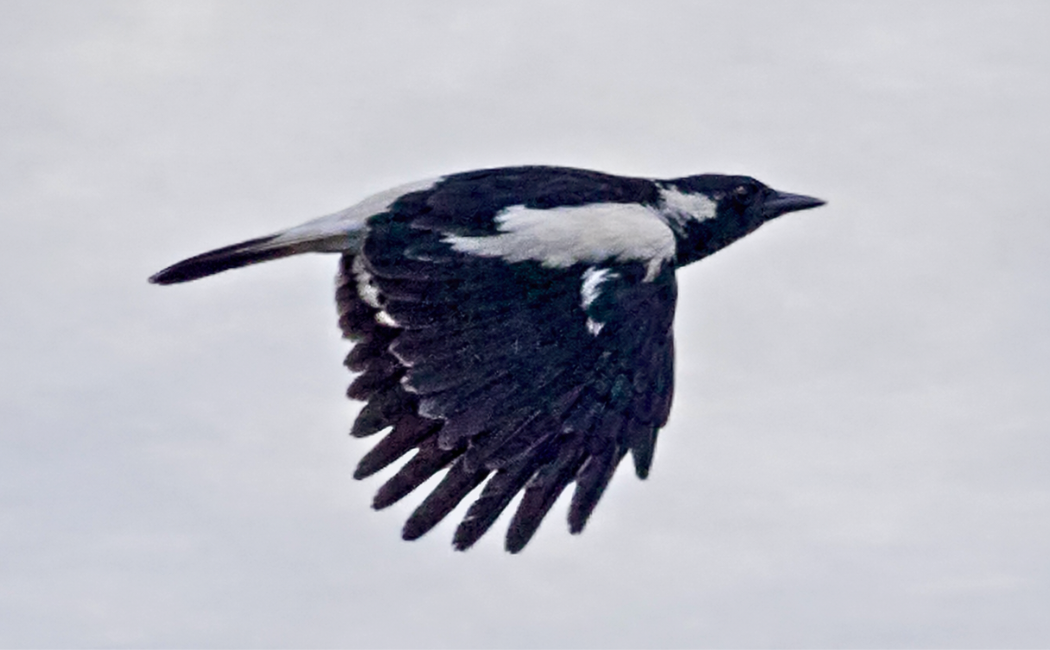 My Bird Photos (a Haiku) – Ivor.Plumber/Poet