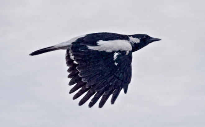 My Bird Photos (a Haiku) – Ivor.Plumber/Poet
