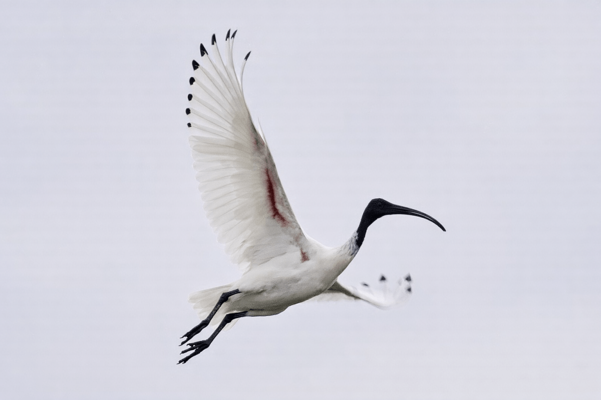 My Bird Photos (a Haiku) – Ivor.Plumber/Poet