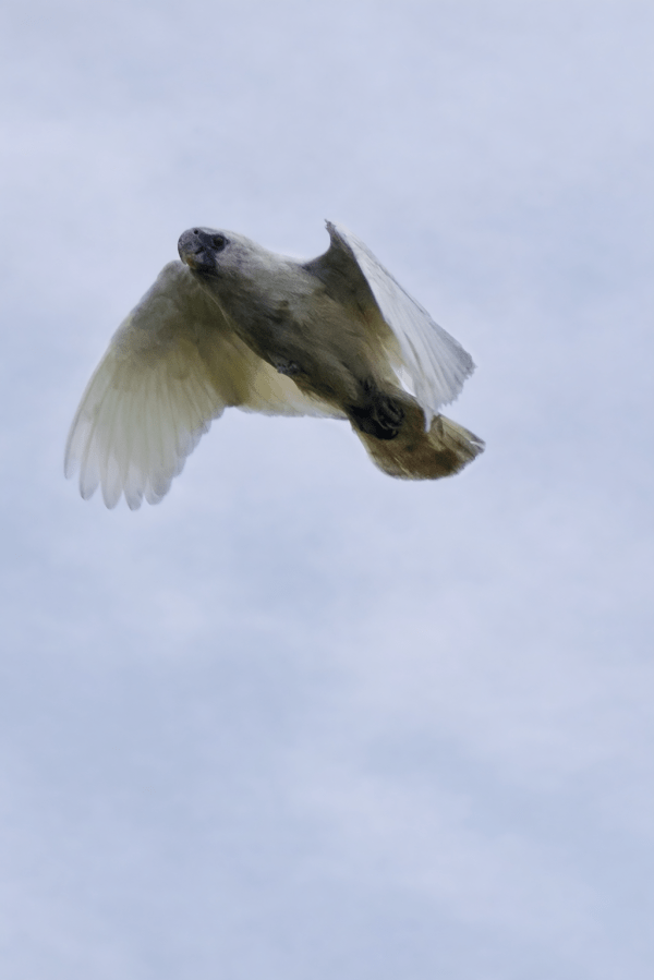 My Bird Photos (a Haiku) – Ivor.Plumber/Poet