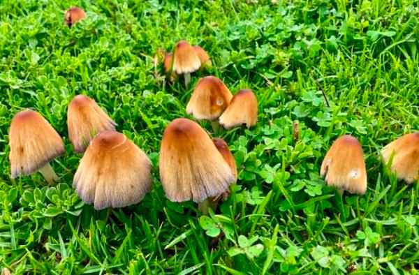 A Magic Mushroom Party – Ivor.Plumber/Poet
