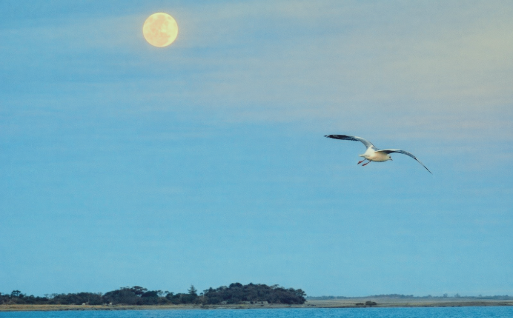 Throwback Friday, Full Moon Rising – Ivor.Plumber/Poet